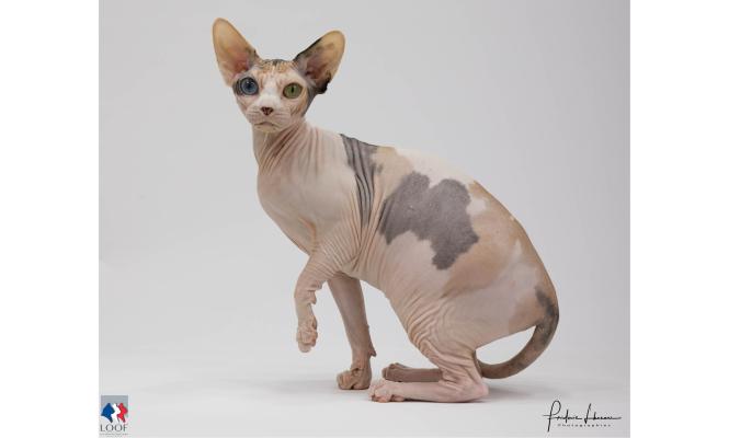 Caractéristiques de la race | LOOF